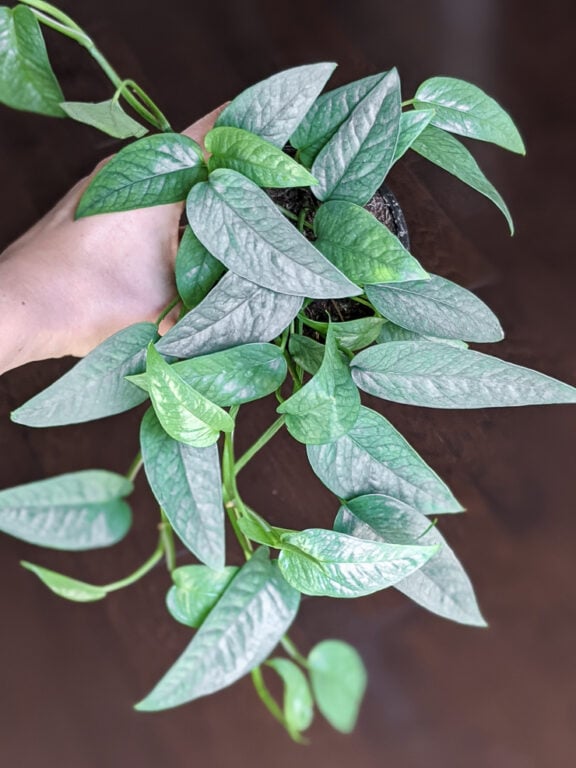 All about Cebu Blue Pothos care, plus propagating this stunning plant!