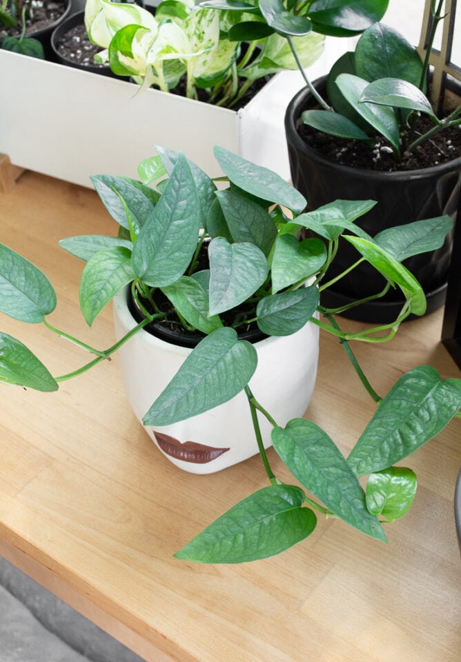 All about Cebu Blue Pothos care, plus propagating this stunning plant!