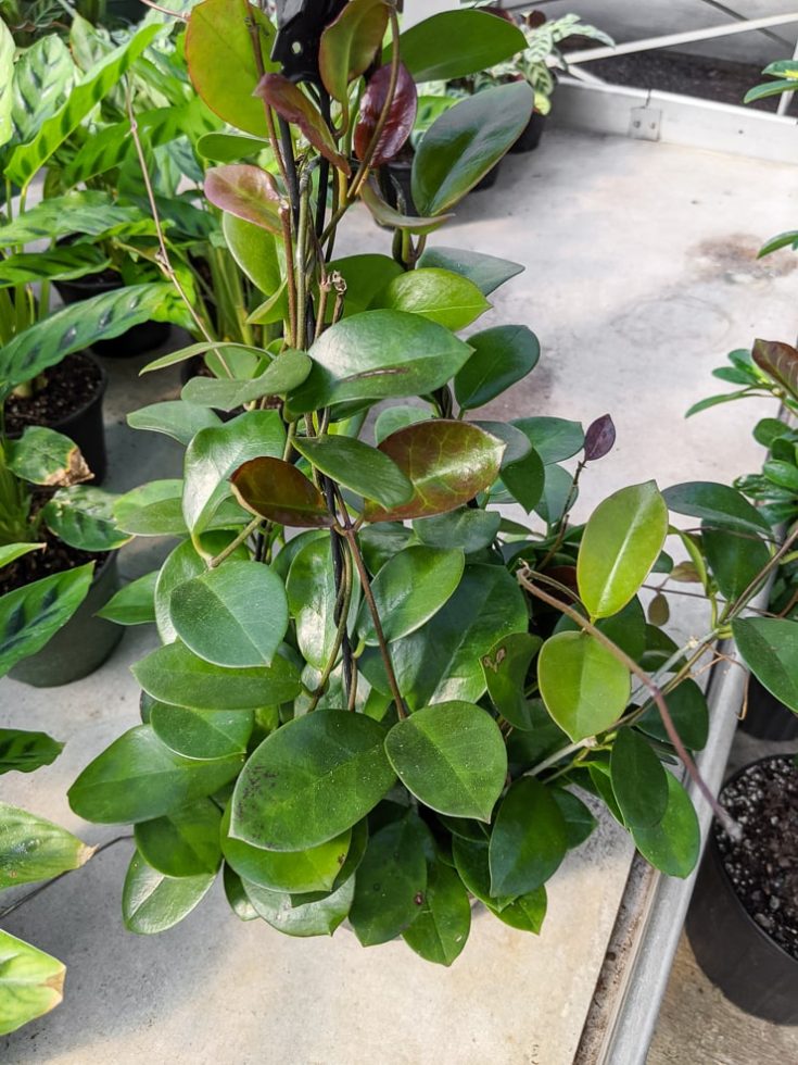 How to care for the pretty climbing and vining hoya australis