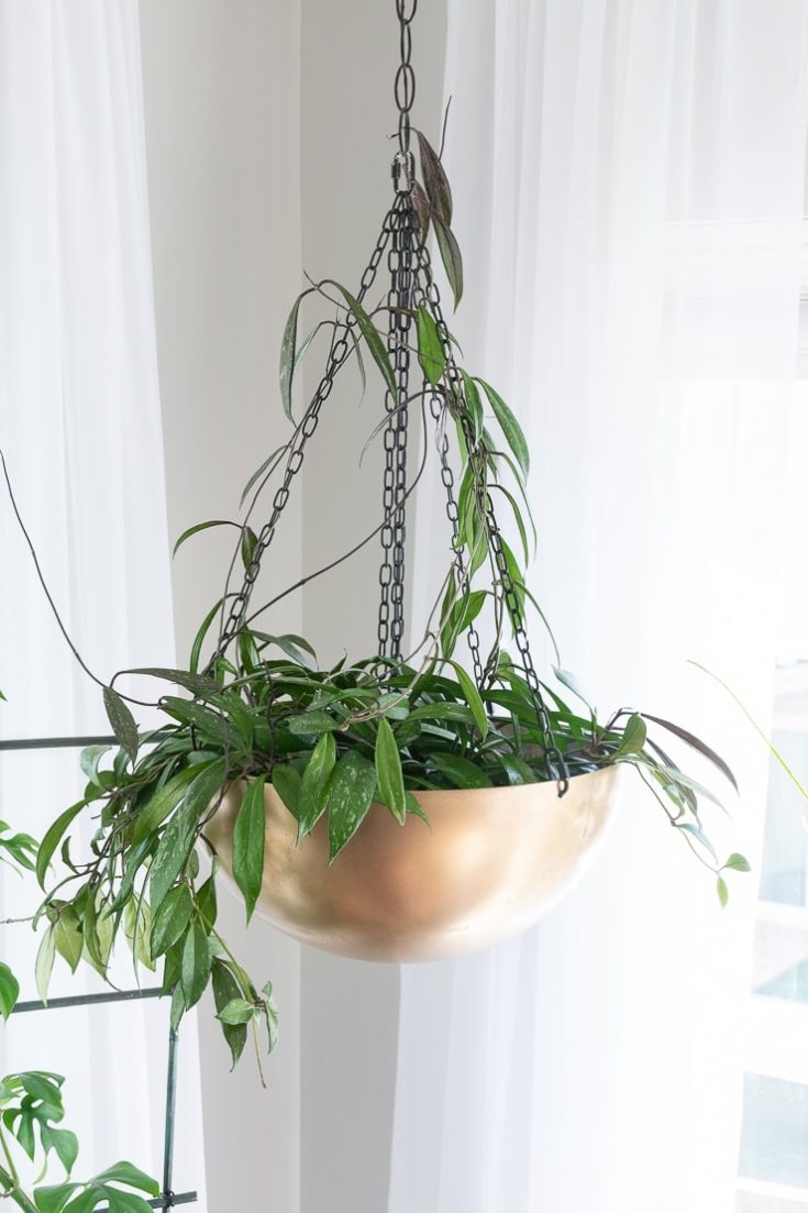 How to care for the climbing, vining, stunning Hoya Pubicalyx!