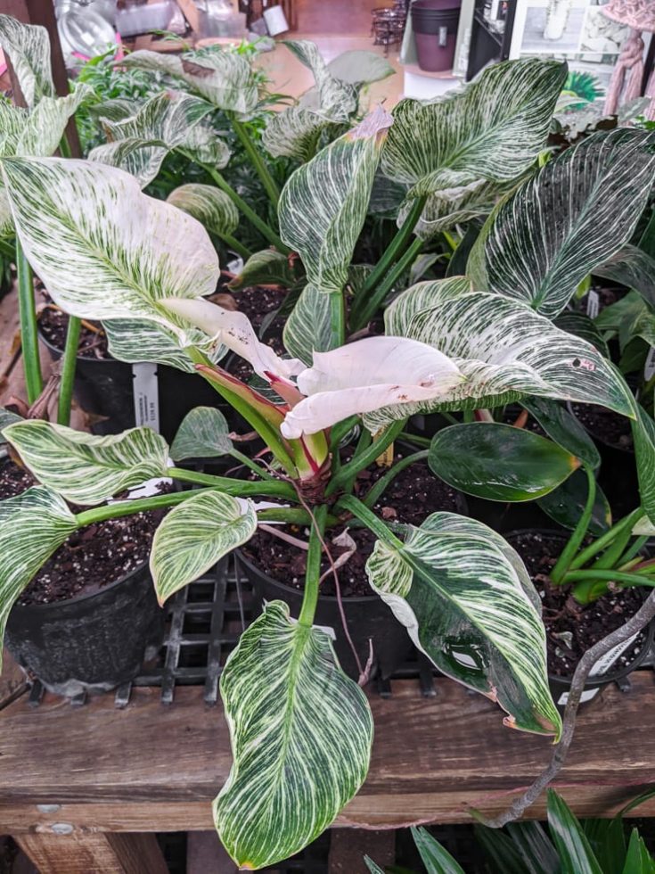 How to Care for Your Beautiful Philodendron Birkin