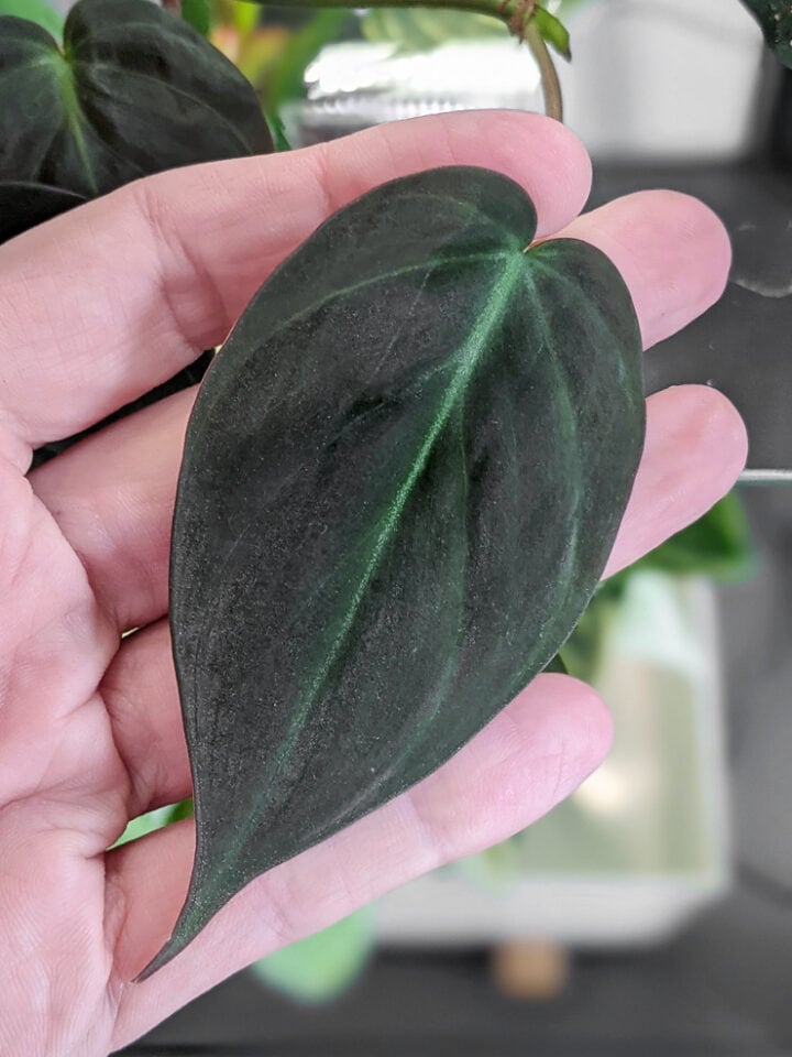 Philodendron micans care & how to keep its velvet leaves happy!