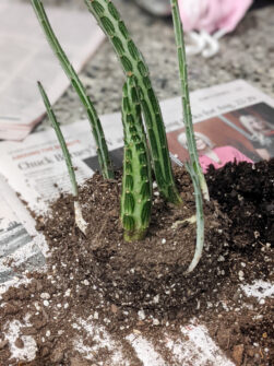 How to care for the striking pickle plant succulent!