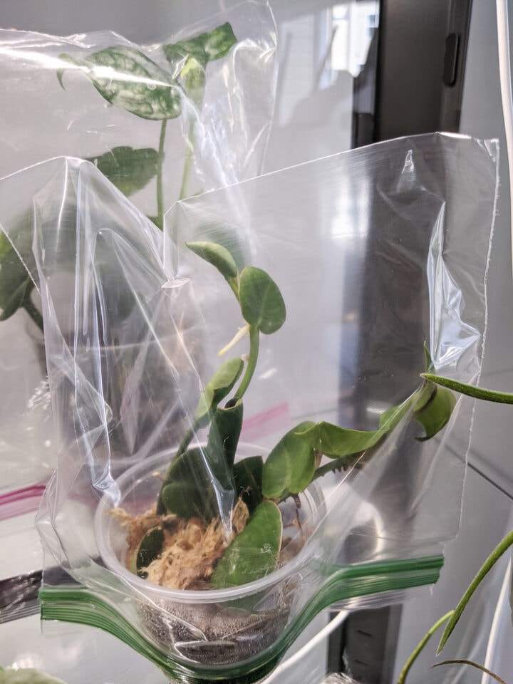 How to care for the unique Rhaphidophora Hayi shingle plant!