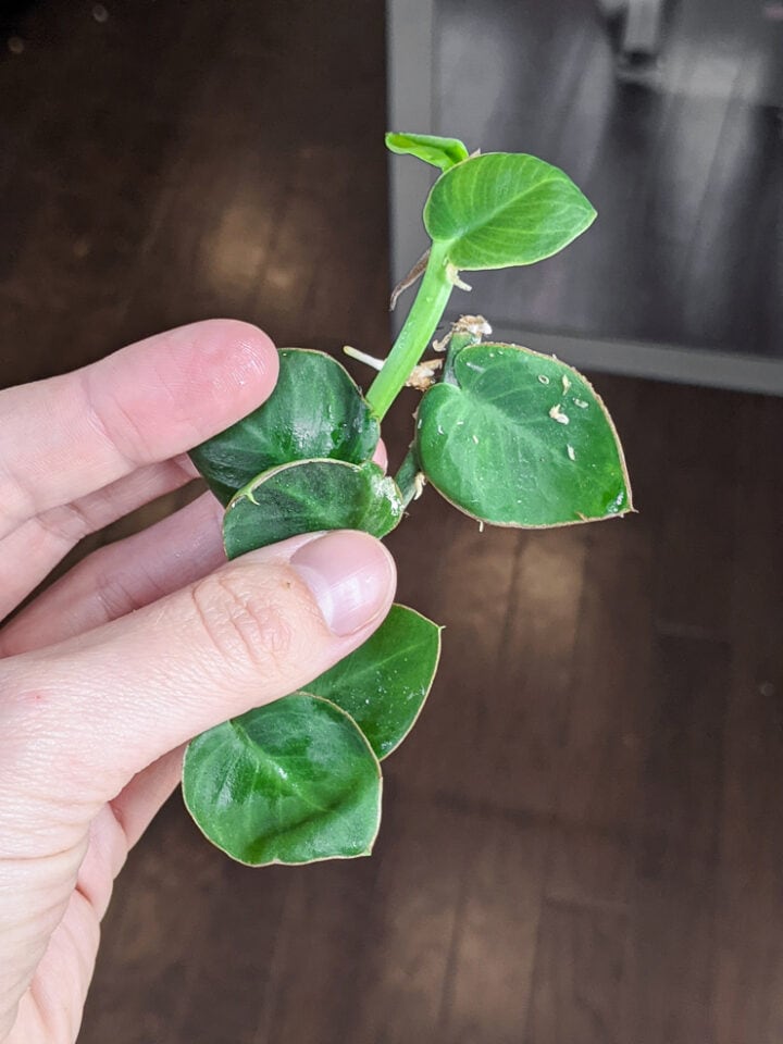 How to care for the unique Rhaphidophora Hayi shingle plant!