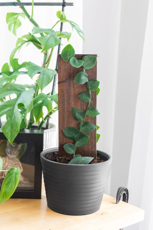 How to care for the unique Rhaphidophora Hayi shingle plant!