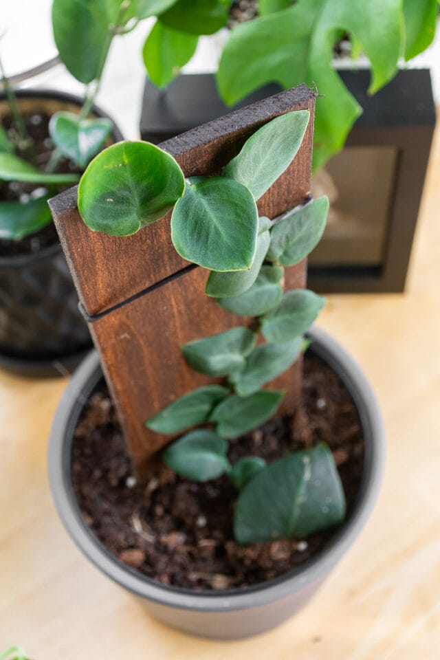 How to care for the unique Rhaphidophora Hayi shingle plant!