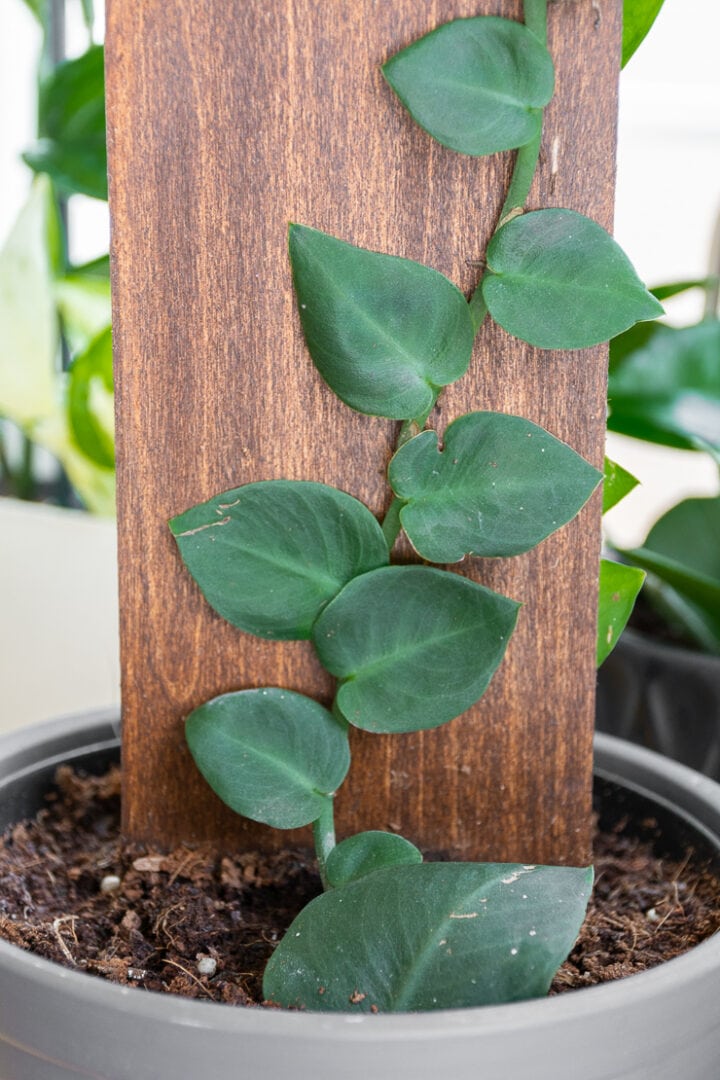 How to care for the unique Rhaphidophora Hayi shingle plant!