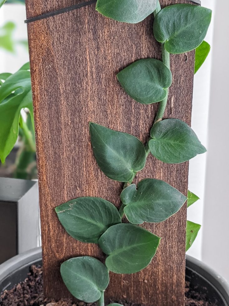 How to care for the unique Rhaphidophora Hayi shingle plant!