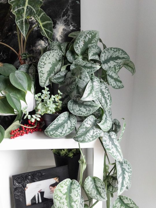 Your scindapsus pictus care and propagation guide!