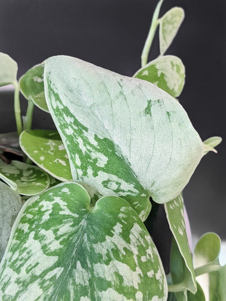 Your scindapsus pictus care and propagation guide!