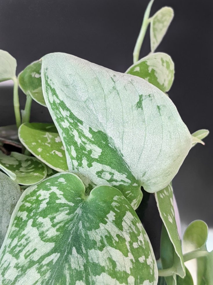 Your scindapsus pictus care and propagation guide!