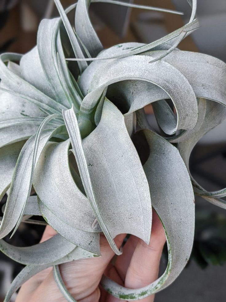 9 gorgeous silver houseplants to add to your collection!