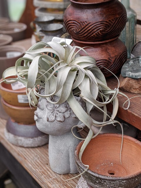 9 gorgeous silver houseplants to add to your collection!