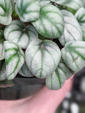 9 gorgeous silver houseplants to add to your collection!