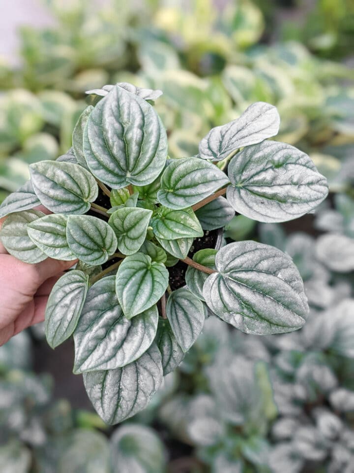 9 gorgeous silver houseplants to add to your collection!