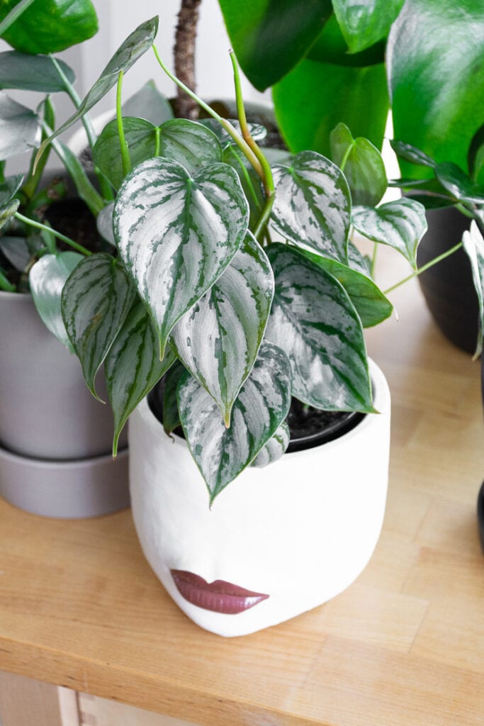 9 gorgeous silver houseplants to add to your collection!