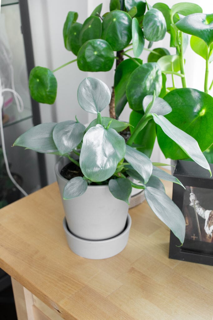 9 gorgeous silver houseplants to add to your collection!