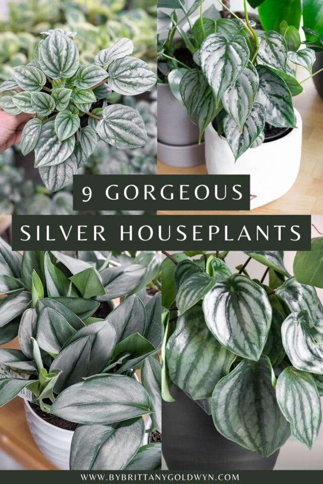 9 gorgeous silver houseplants to add to your collection!