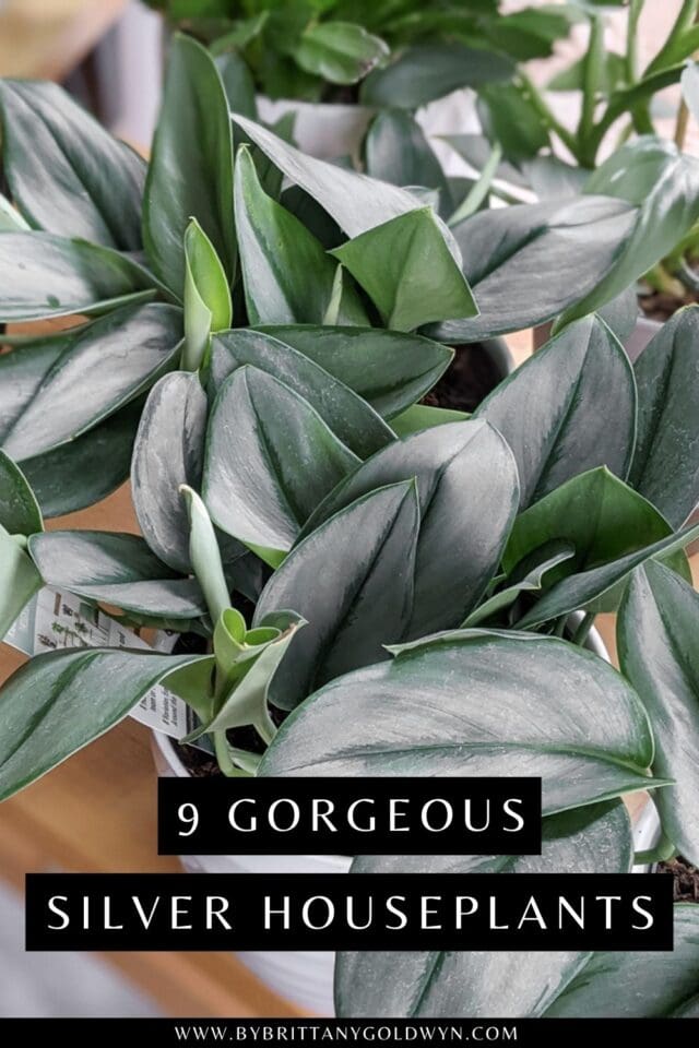 9 gorgeous silver houseplants to add to your collection!