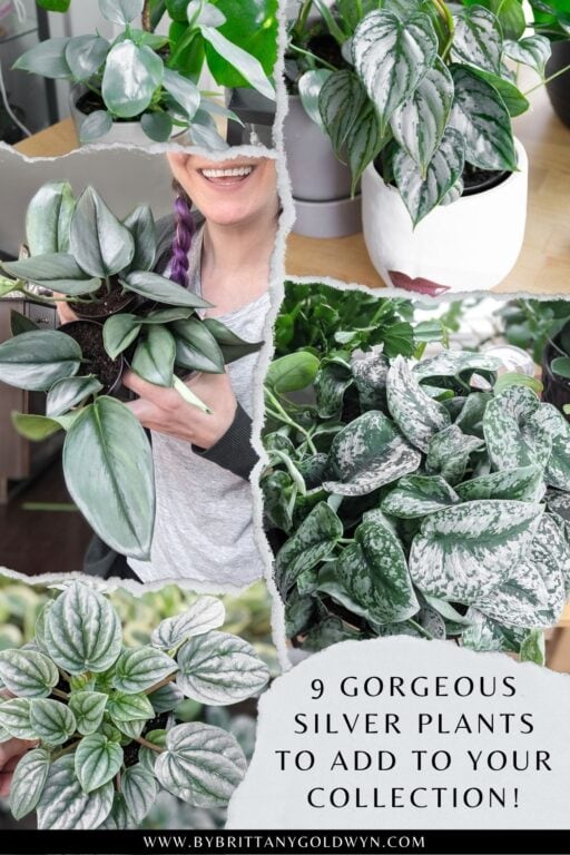 9 gorgeous silver houseplants to add to your collection!
