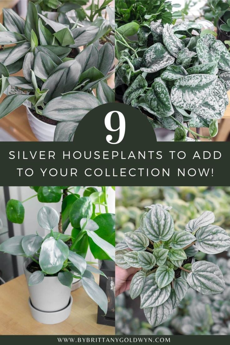 9 gorgeous silver houseplants to add to your collection!