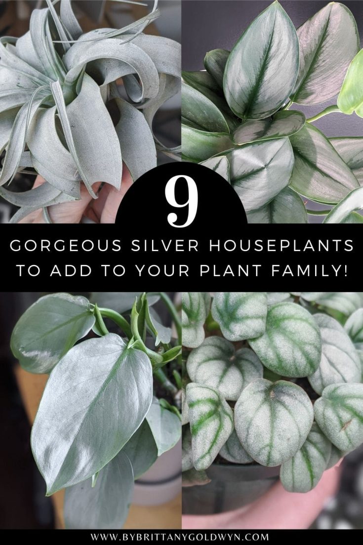 9 gorgeous silver houseplants to add to your collection!