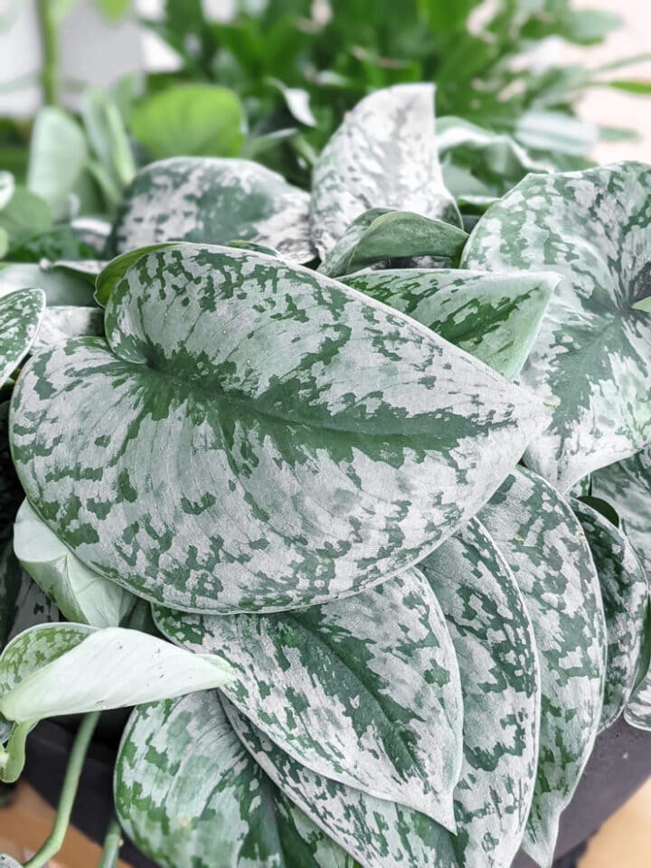 9 gorgeous silver houseplants to add to your collection!