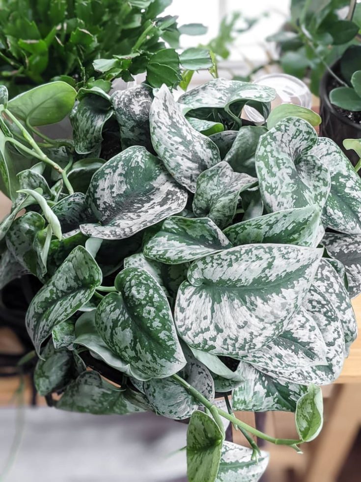 9 gorgeous silver houseplants to add to your collection!
