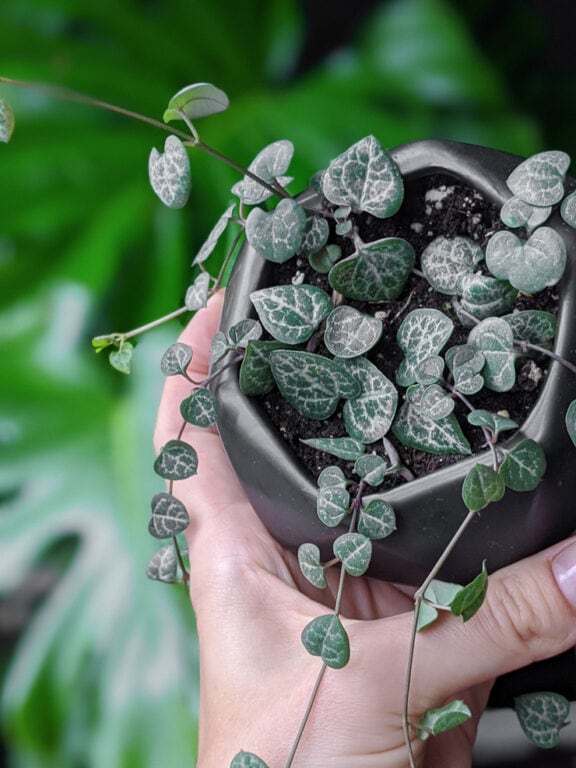 9 gorgeous silver houseplants to add to your collection!