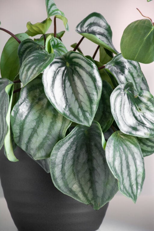 9 gorgeous silver houseplants to add to your collection!