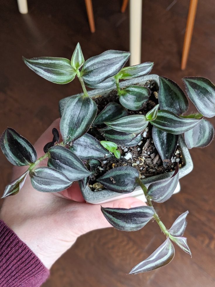 9 gorgeous silver houseplants to add to your collection!