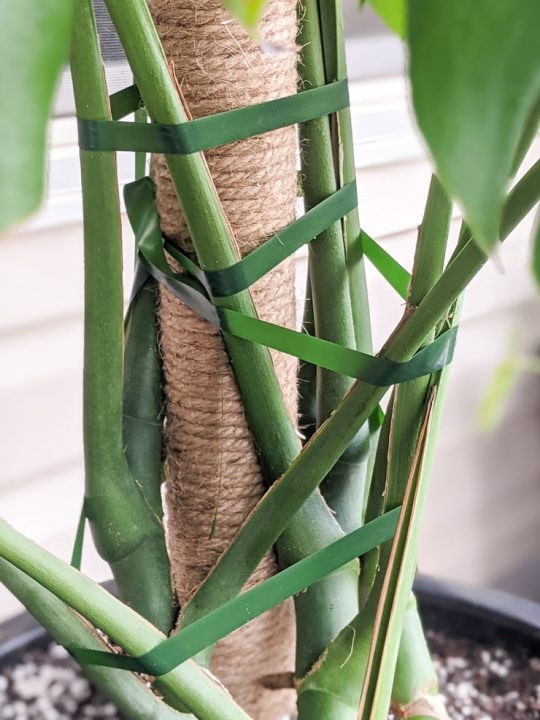 Check out my DIY moss pole alternative using jute instead!