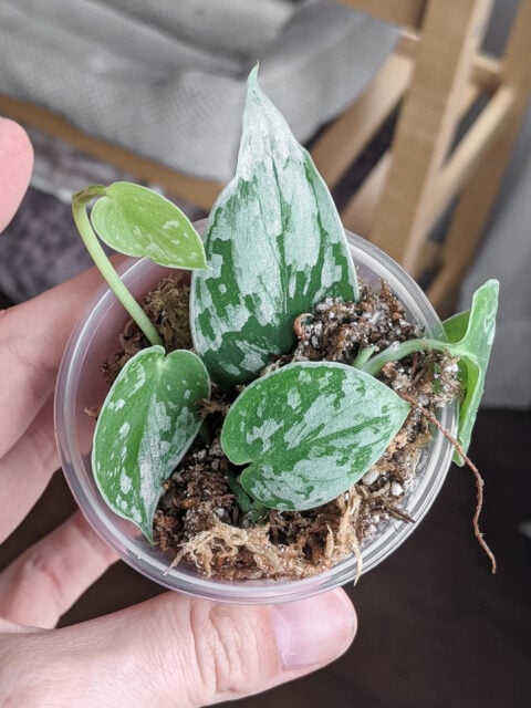 How to make a plant propagation box, the perfect mini greenhouse!