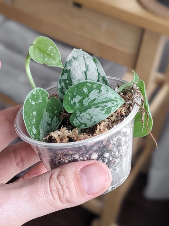 How to make a plant propagation box, the perfect mini greenhouse!
