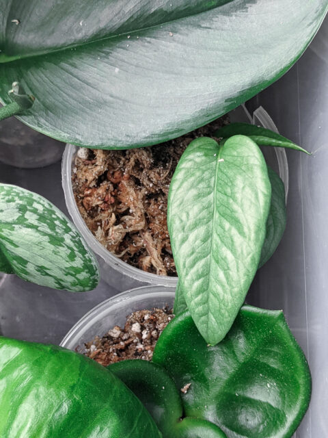 How to make a plant propagation box, the perfect mini greenhouse!