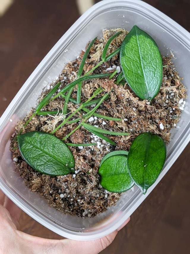 How to make a plant propagation box, the perfect mini greenhouse!