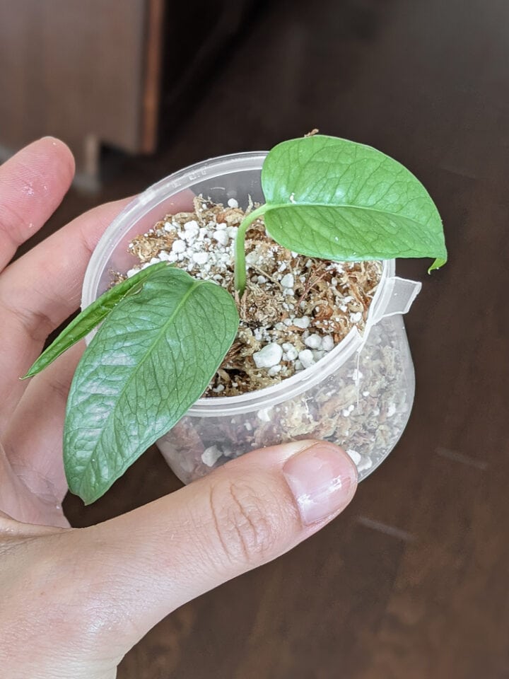 How to make a plant propagation box, the perfect mini greenhouse!