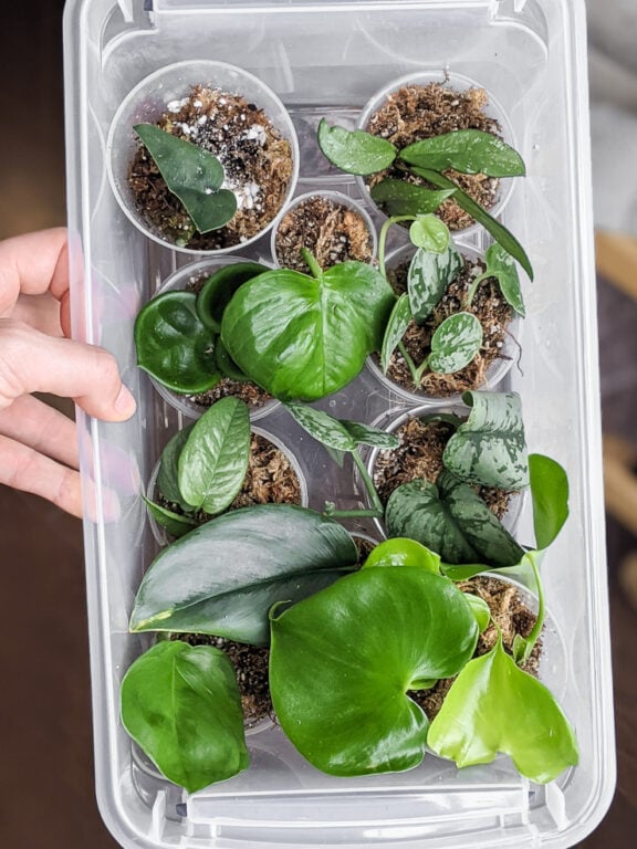 How to make a plant propagation box, the perfect mini greenhouse!