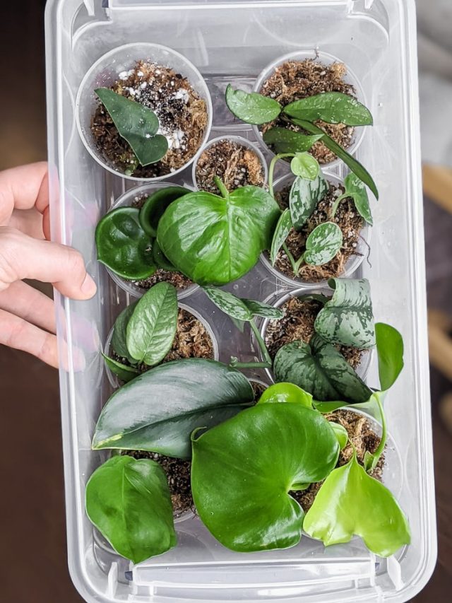 How to make a plant propagation box, the perfect mini greenhouse!