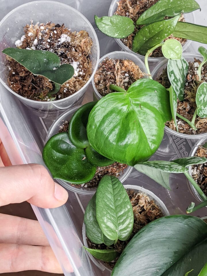 How to make a plant propagation box, the perfect mini greenhouse!