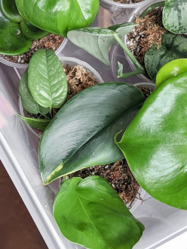 How to make a plant propagation box, the perfect mini greenhouse!