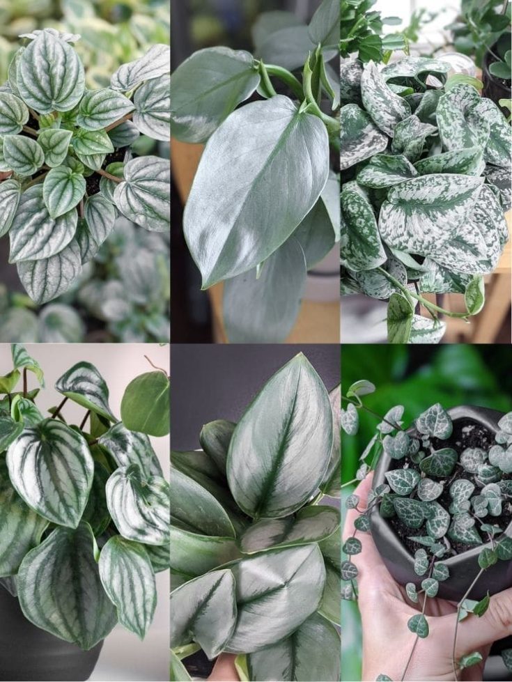 9 gorgeous silver houseplants to add to your collection!
