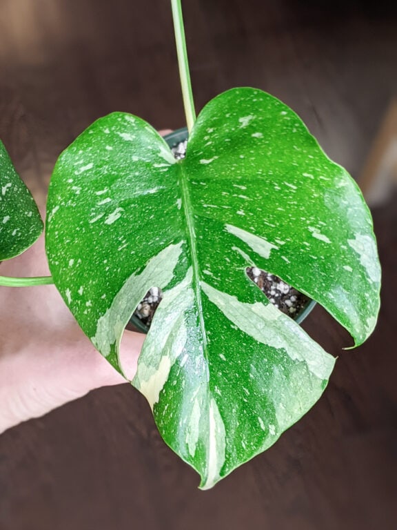 How to care for the stunning Thai Constellation Monstera!