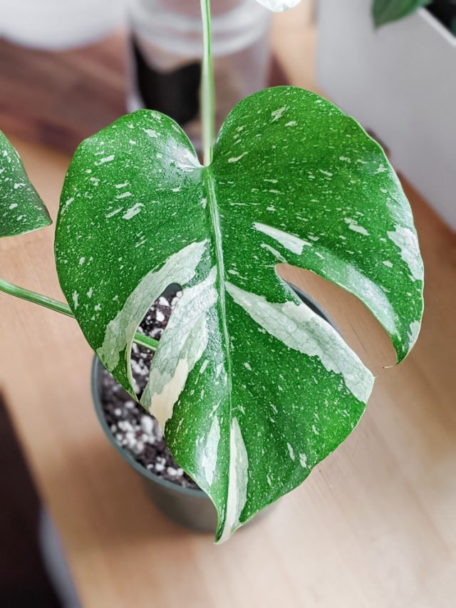 How to care for the stunning Thai Constellation Monstera!