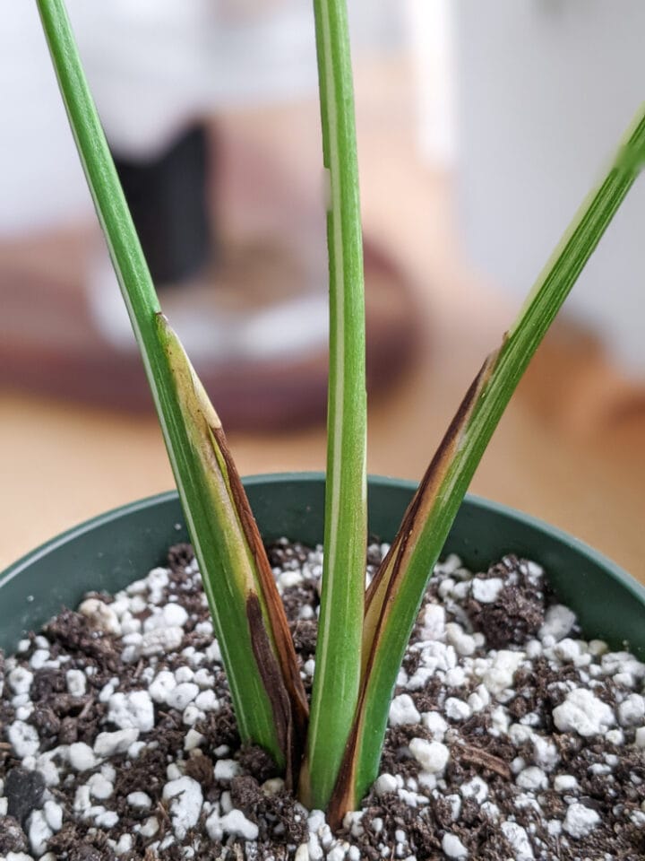 How to care for the stunning Thai Constellation Monstera!