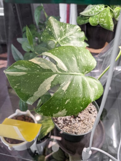 How to care for the stunning Thai Constellation Monstera!