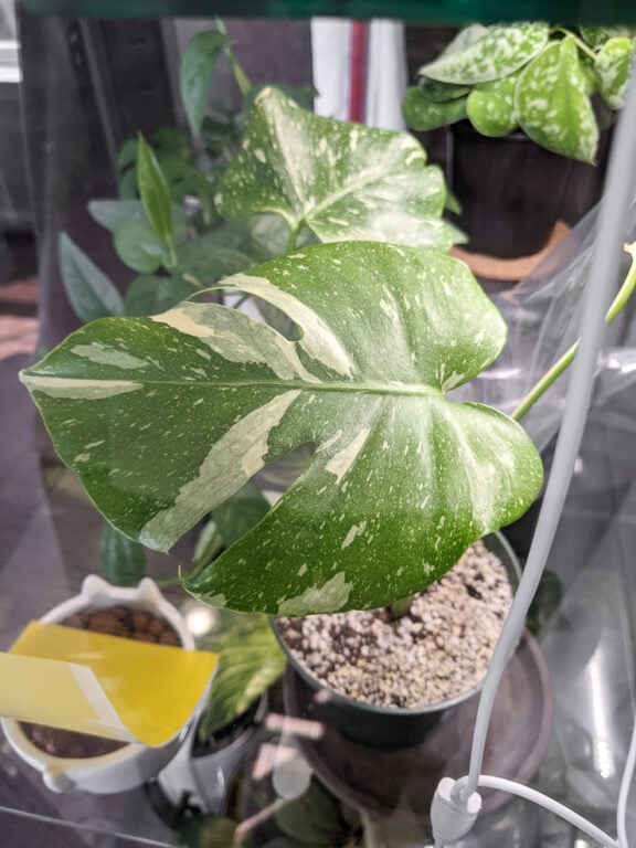 How to care for the stunning Thai Constellation Monstera!