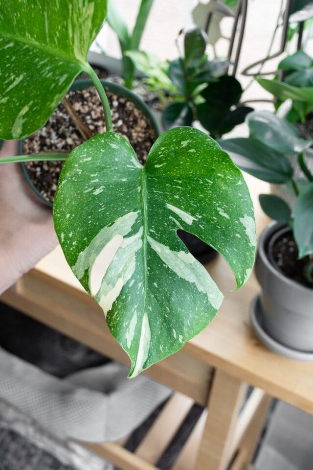 How to care for the stunning Thai Constellation Monstera!