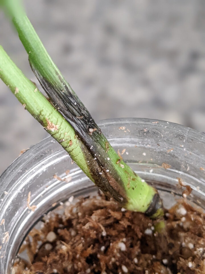 How to care for the stunning Thai Constellation Monstera!